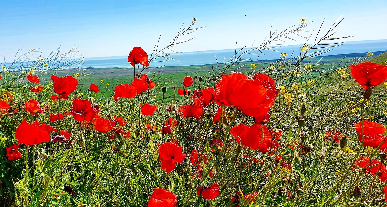 Opium Bunga Poppy Merah - Foto gratis di Pixabay - Pixabay