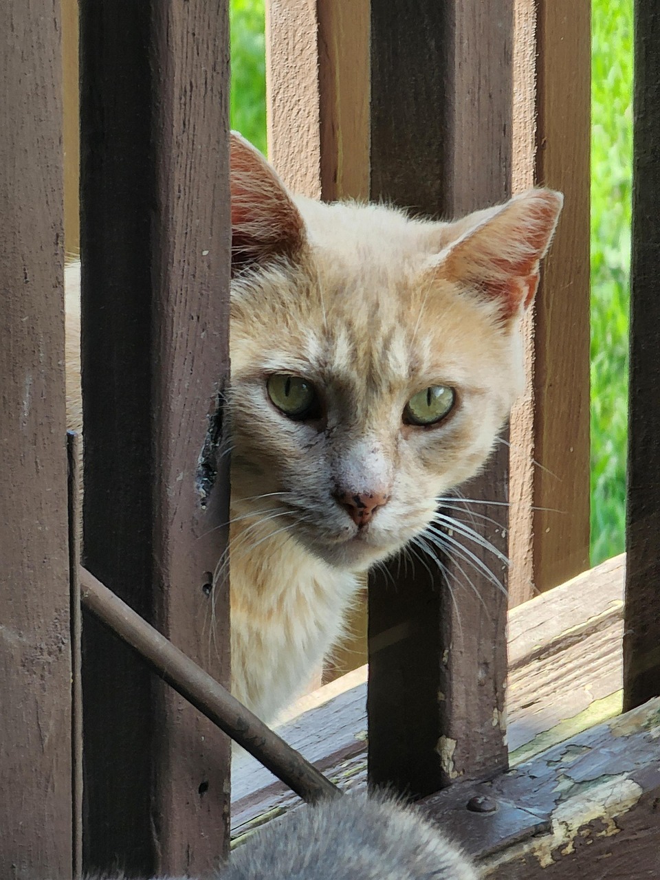 Gato Lindo Atigrado Amarillo - Foto gratis en Pixabay - Pixabay