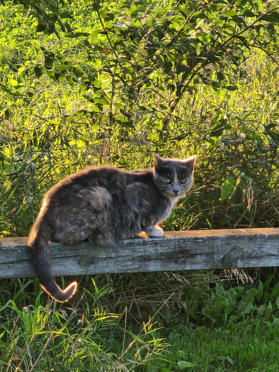 Cat Nature Landscape Sunglow - Free photo on Pixabay - Pixabay
