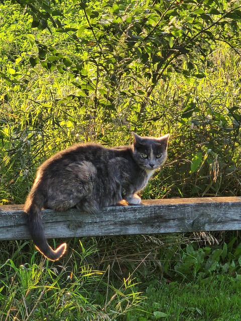 Pemandangan Alam Kucing Sunglow - Foto gratis di Pixabay - Pixabay