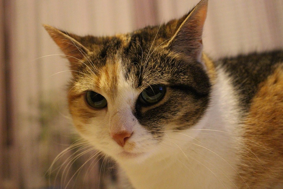 Cat Animal Félin - Photo gratuite sur Pixabay