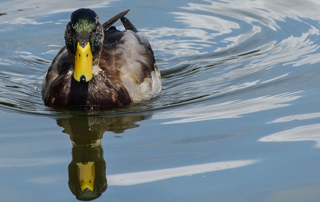 Drake Reflection Water - Free photo on Pixabay