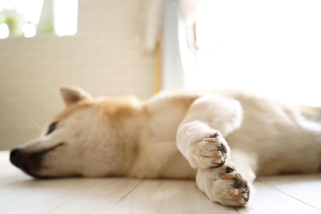 Shiba Dog Paws - Free photo on Pixabay