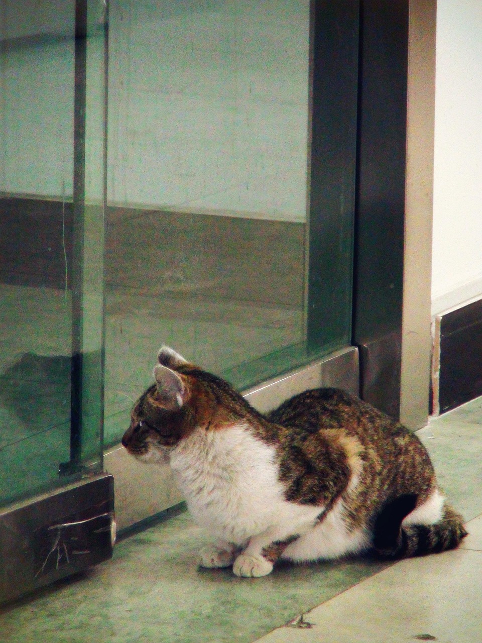 Kucing Bunga Binatang Nakal - Foto gratis di Pixabay - Pixabay