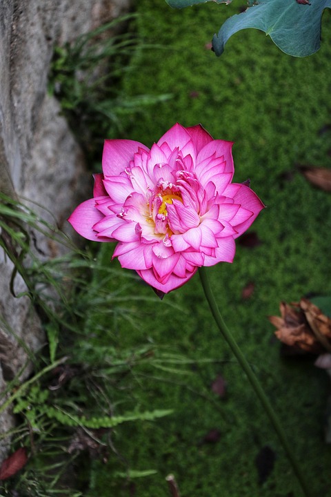 Lotus Flower In Full Bloom Close - Free photo on Pixabay