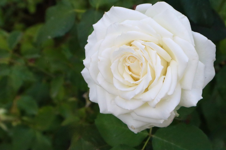 Rose Weiße Blume - Kostenloses Foto auf Pixabay - Pixabay