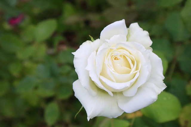 Rose White Flower - Free photo on Pixabay - Pixabay