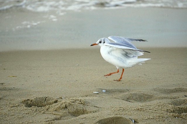 Mouette Oiseau Plage - Photo gratuite sur Pixabay - Pixabay
