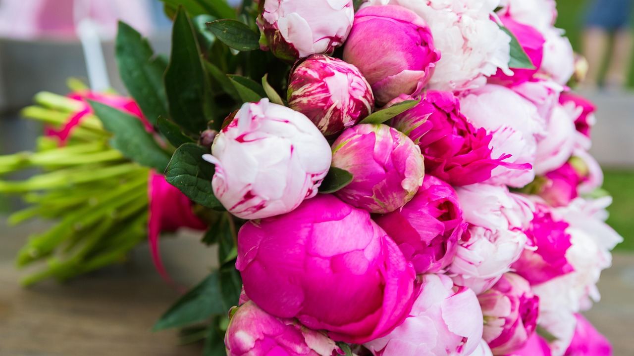Flower Graphic Template Pink - Free photo on Pixabay - Pixabay