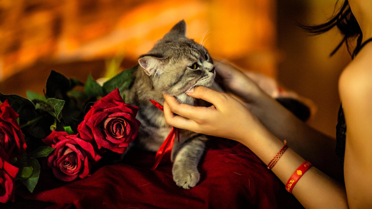 Girl Cat Studio - Free photo on Pixabay - Pixabay