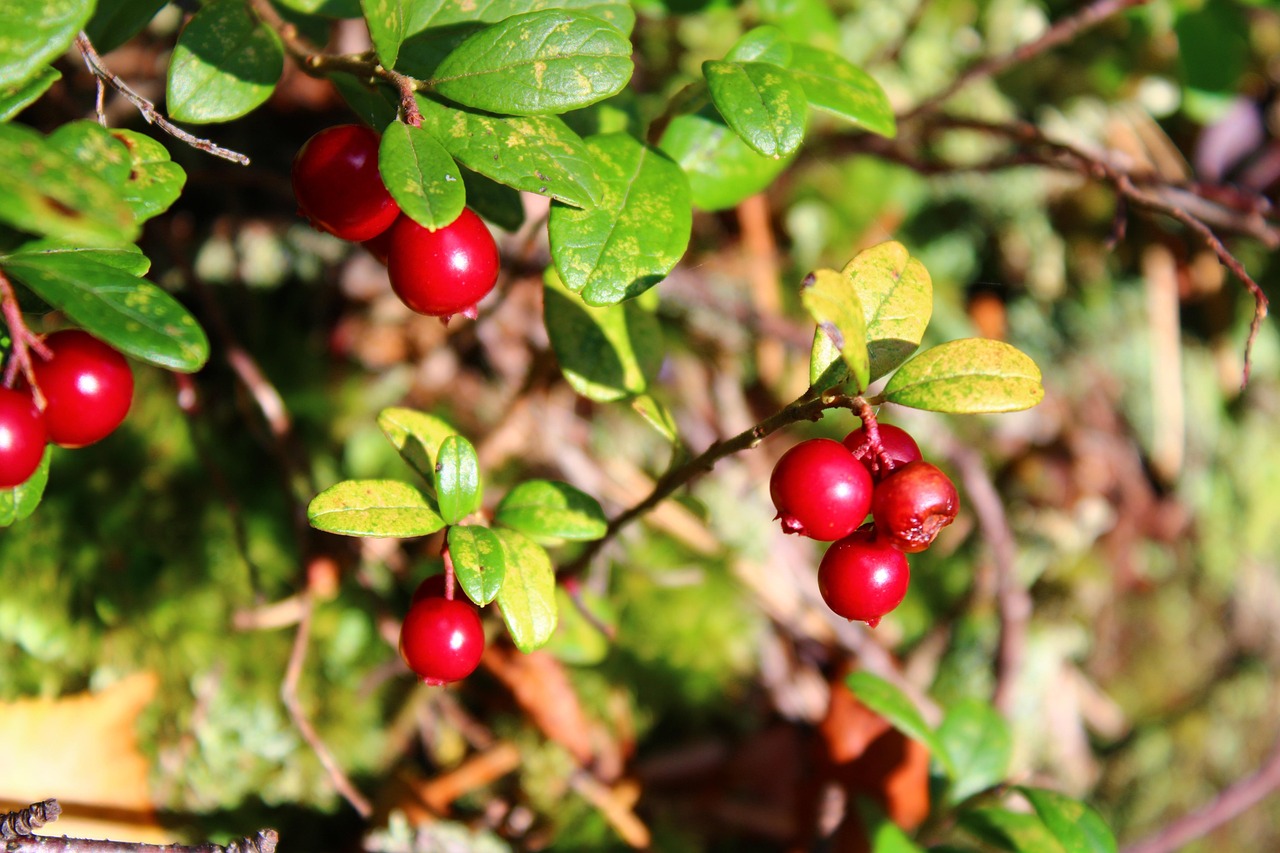 Cowberry Lingonberries Forest - Free photo on Pixabay - Pixabay