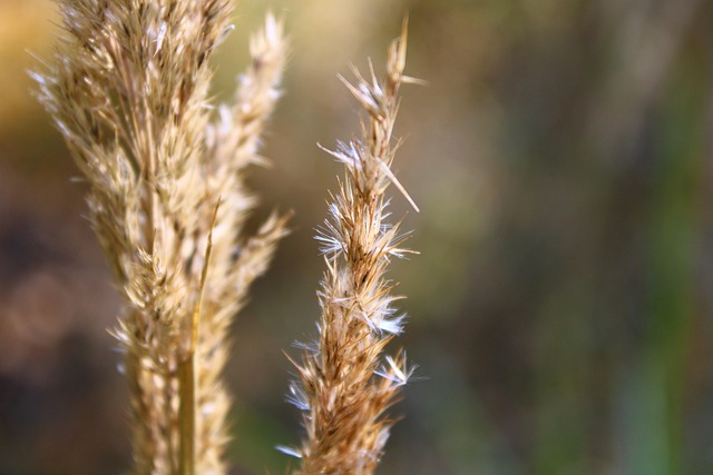 Épillets Gazon Plantes - Photo gratuite sur Pixabay - Pixabay