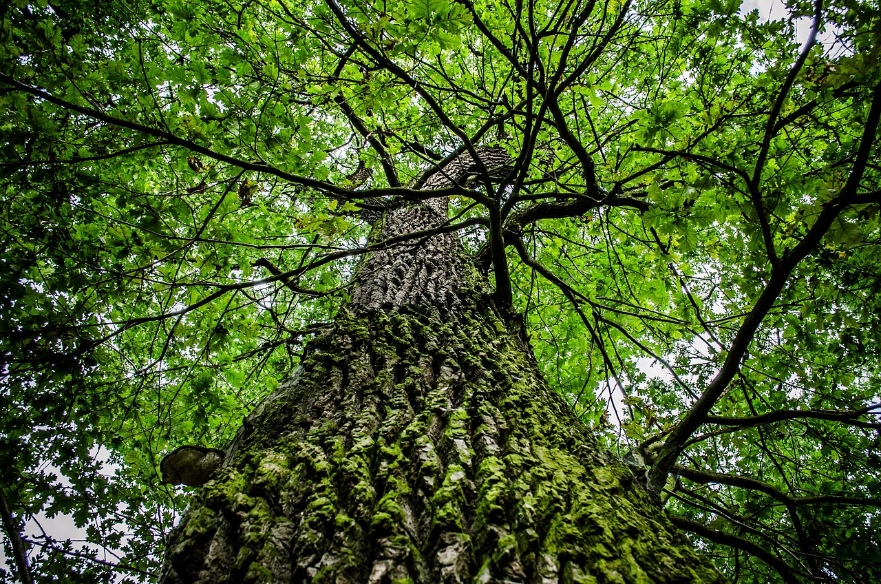 Tree Forest Green - Free photo on Pixabay - Pixabay