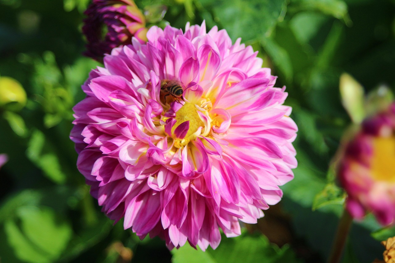 Pink Dahlia Flower Blossom - Free photo on Pixabay - Pixabay