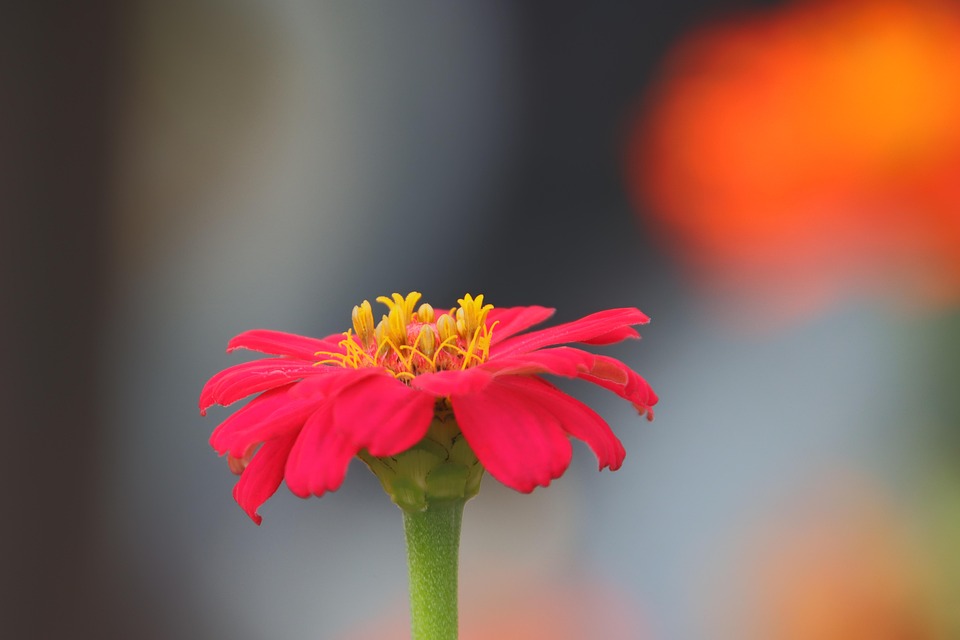 Flora Flower Zinnia - Free photo on Pixabay - Pixabay