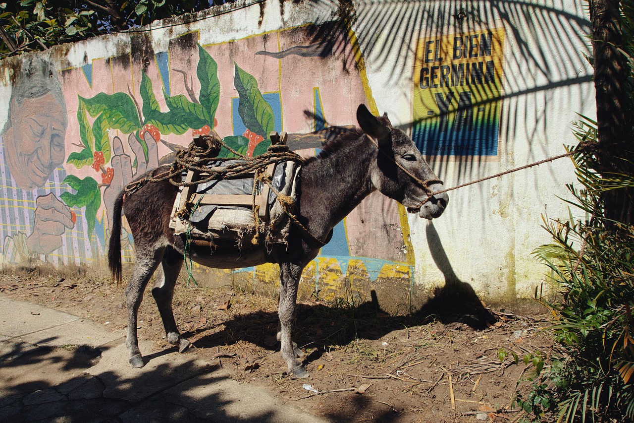 Equus Africanus Asinus Colombia - Foto gratis en Pixabay - Pixabay