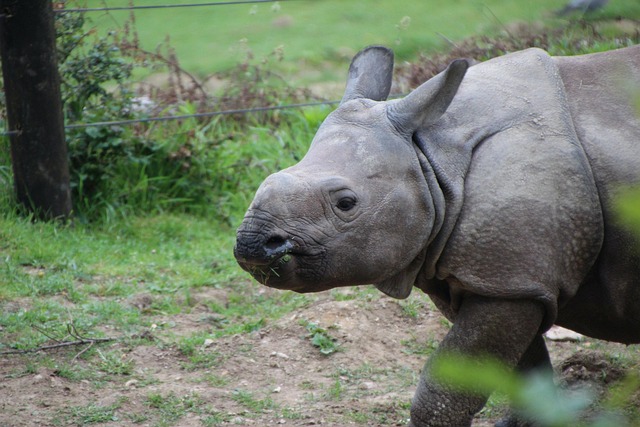 Baby Rhino Rhinoceros Fauna - Free photo on Pixabay - Pixabay