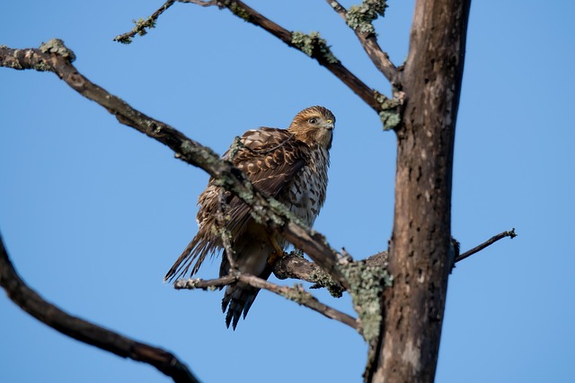 Hawk Hunter Ornithology - Free photo on Pixabay