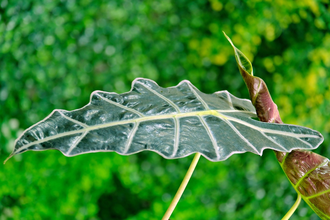 40+ Gambar Alocasia Sanderiana & Alam Gratis - Pixabay