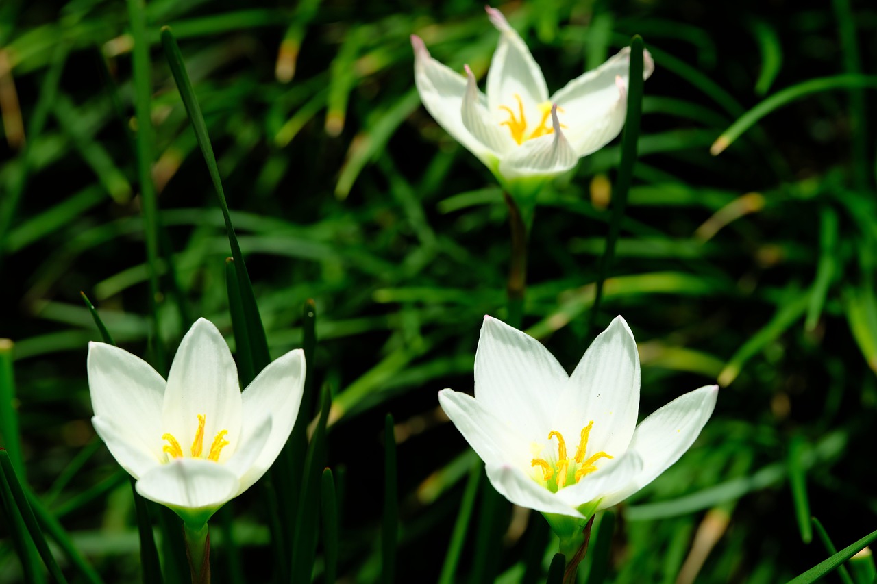 Rain Lily Flowers Plant White - Free photo on Pixabay - Pixabay