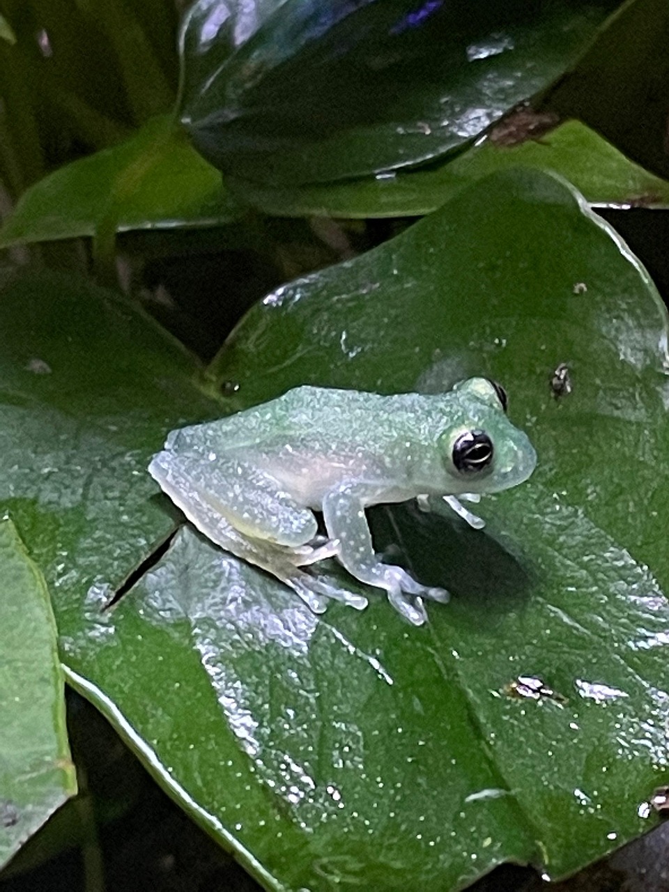 Frog Organism Amphibians - Free photo on Pixabay - Pixabay