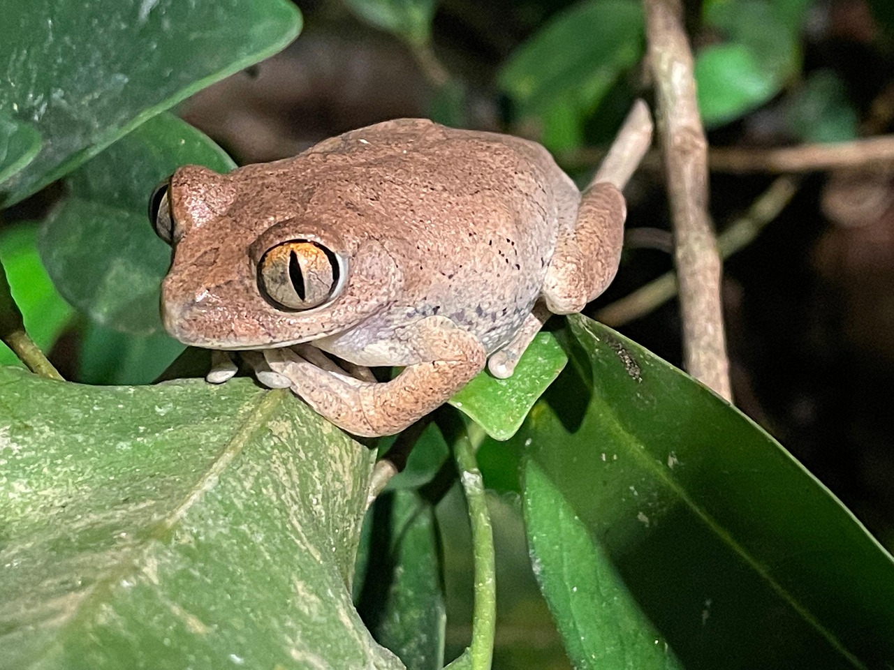 Frog Organism Amphibians - Free photo on Pixabay - Pixabay