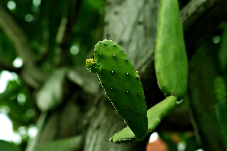 Higo Chumbo Cactus Naturaleza - Foto gratis en Pixabay