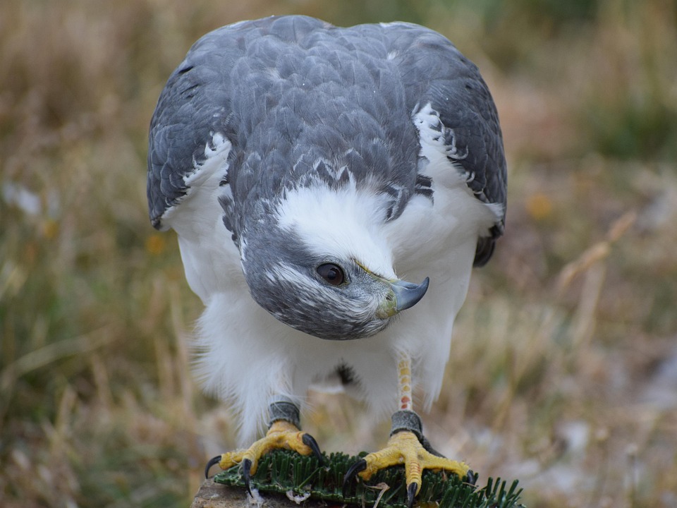 Falcon Bird Of Prey - Free photo on Pixabay - Pixabay