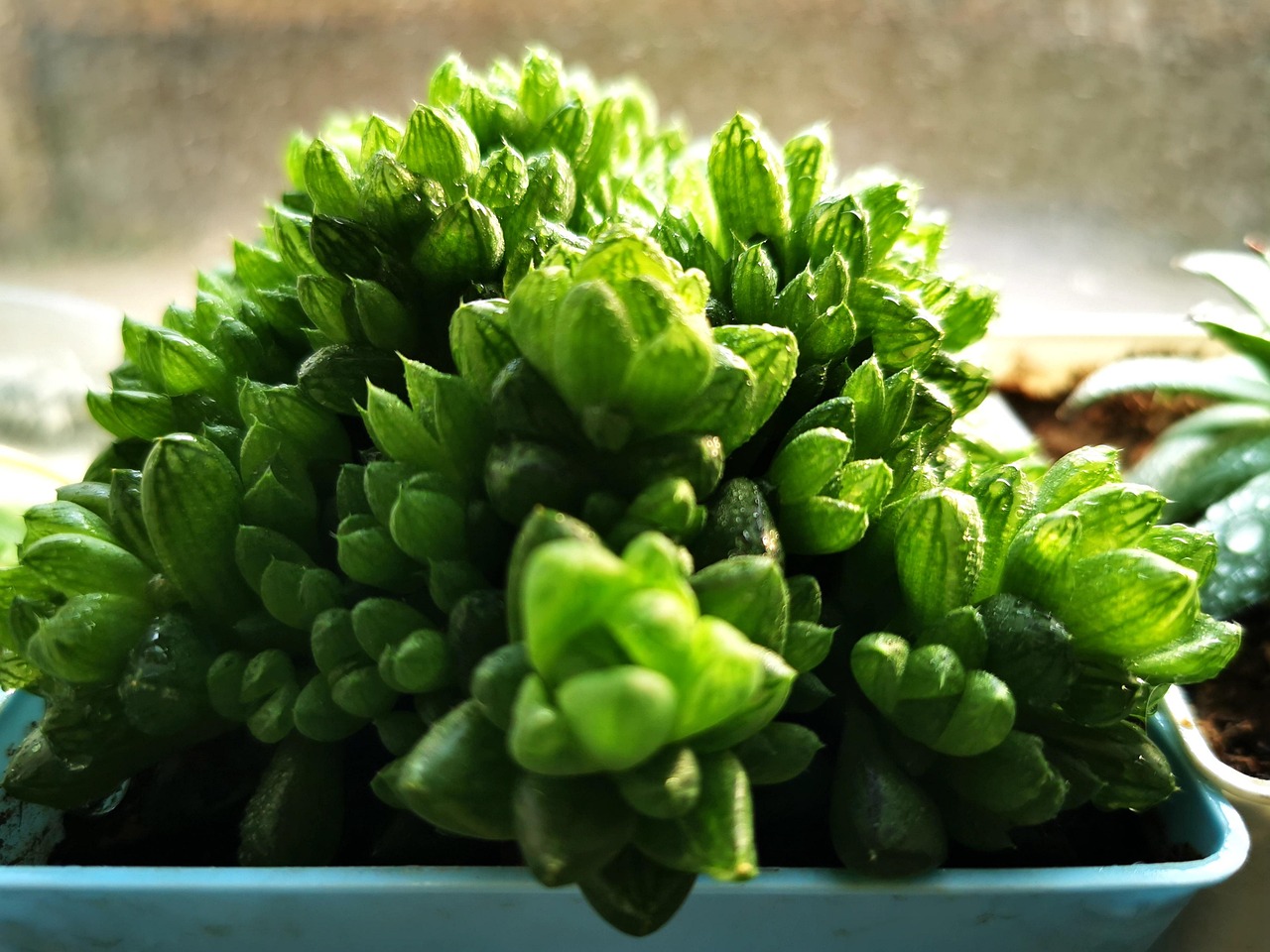 Plantelor Plante Suculente - Fotografie gratuită pe Pixabay - Pixabay