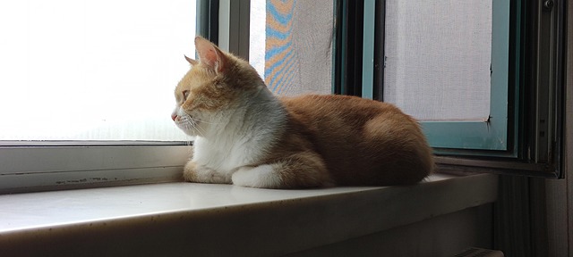 Chat Roux - Photo gratuite sur Pixabay - Pixabay