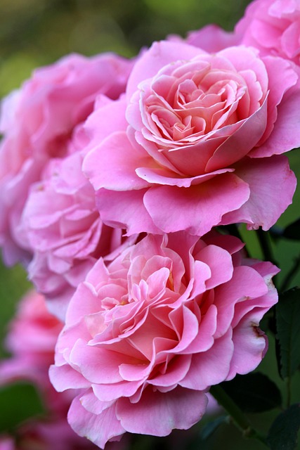Rose Noble Blossoms - Free photo on Pixabay