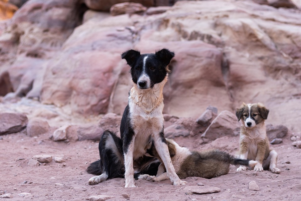 Dogs Puppies Animals - Free photo on Pixabay