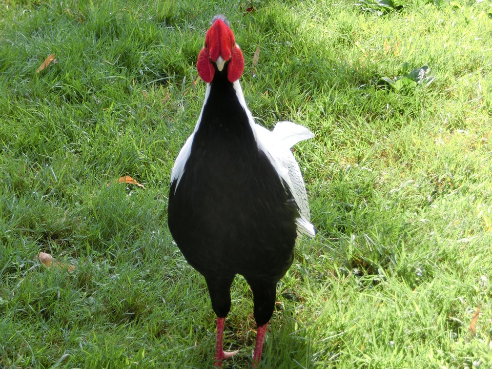 Gallo Animaux Animal - Photo gratuite sur Pixabay - Pixabay