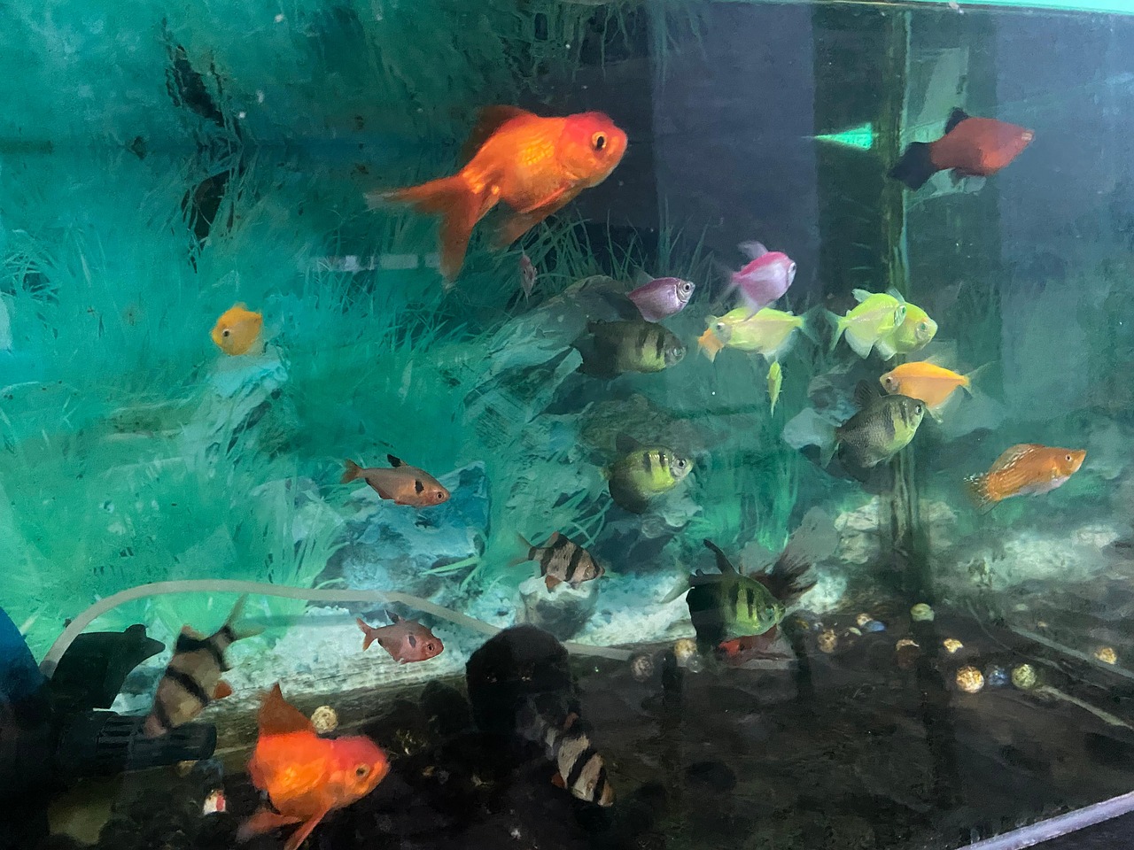 Fish Country Bellows - Free photo on Pixabay - Pixabay