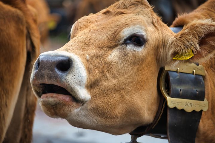 2,000+ Free Beef Cattle & Cow Images - Pixabay