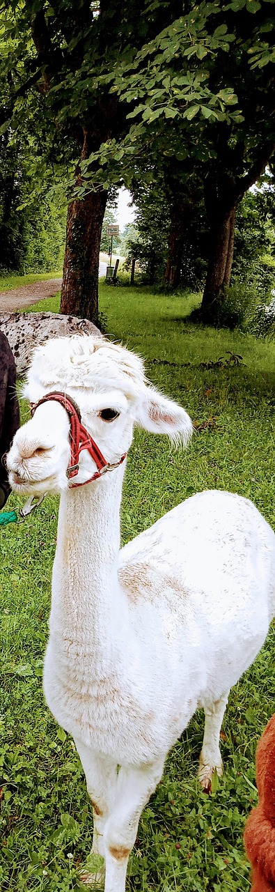 Lama Alpaca Nature - Free photo on Pixabay