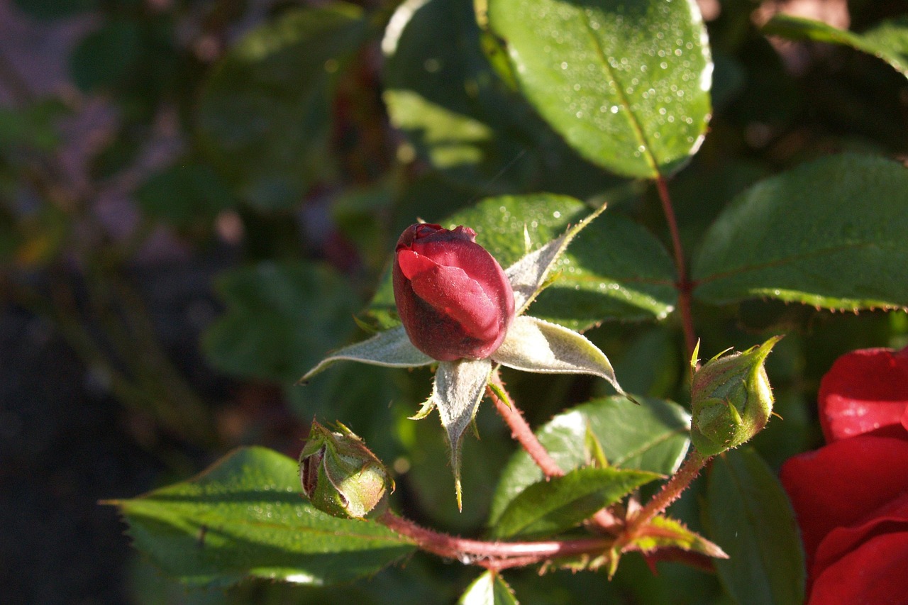 Rose La Nature Fleur - Photo gratuite sur Pixabay - Pixabay