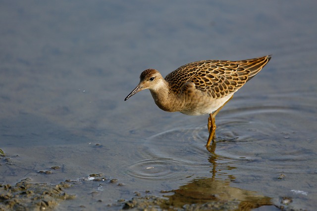 Mudwalker Nature Bird - Free photo on Pixabay - Pixabay