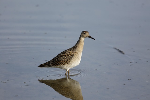 Mudwalker Nature Bird - Free photo on Pixabay - Pixabay