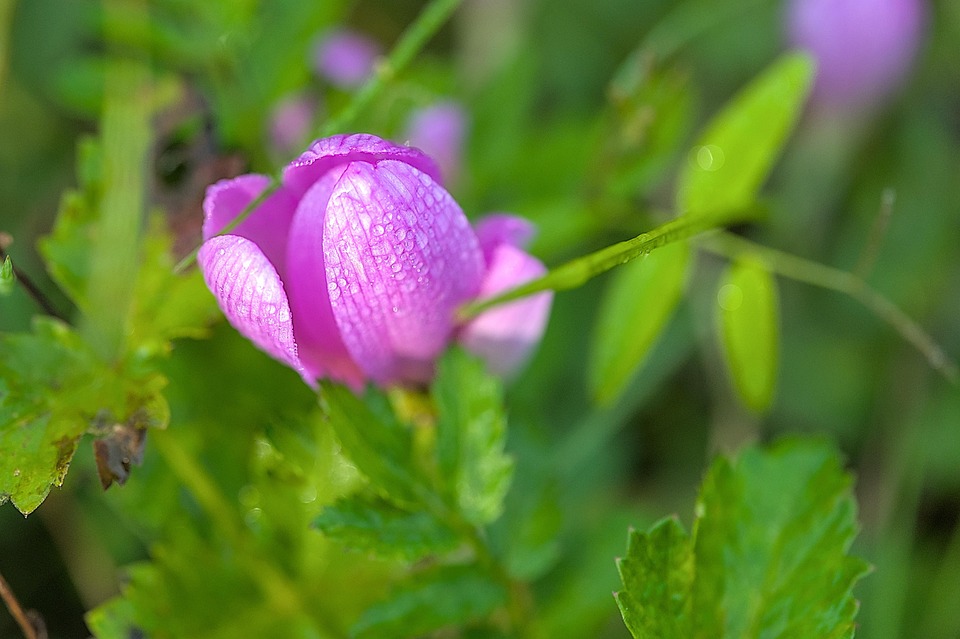 Wild Flower Plant - Free photo on Pixabay - Pixabay