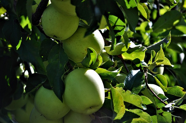 Manzanas Maduras Árbol De - Foto gratis en Pixabay - Pixabay
