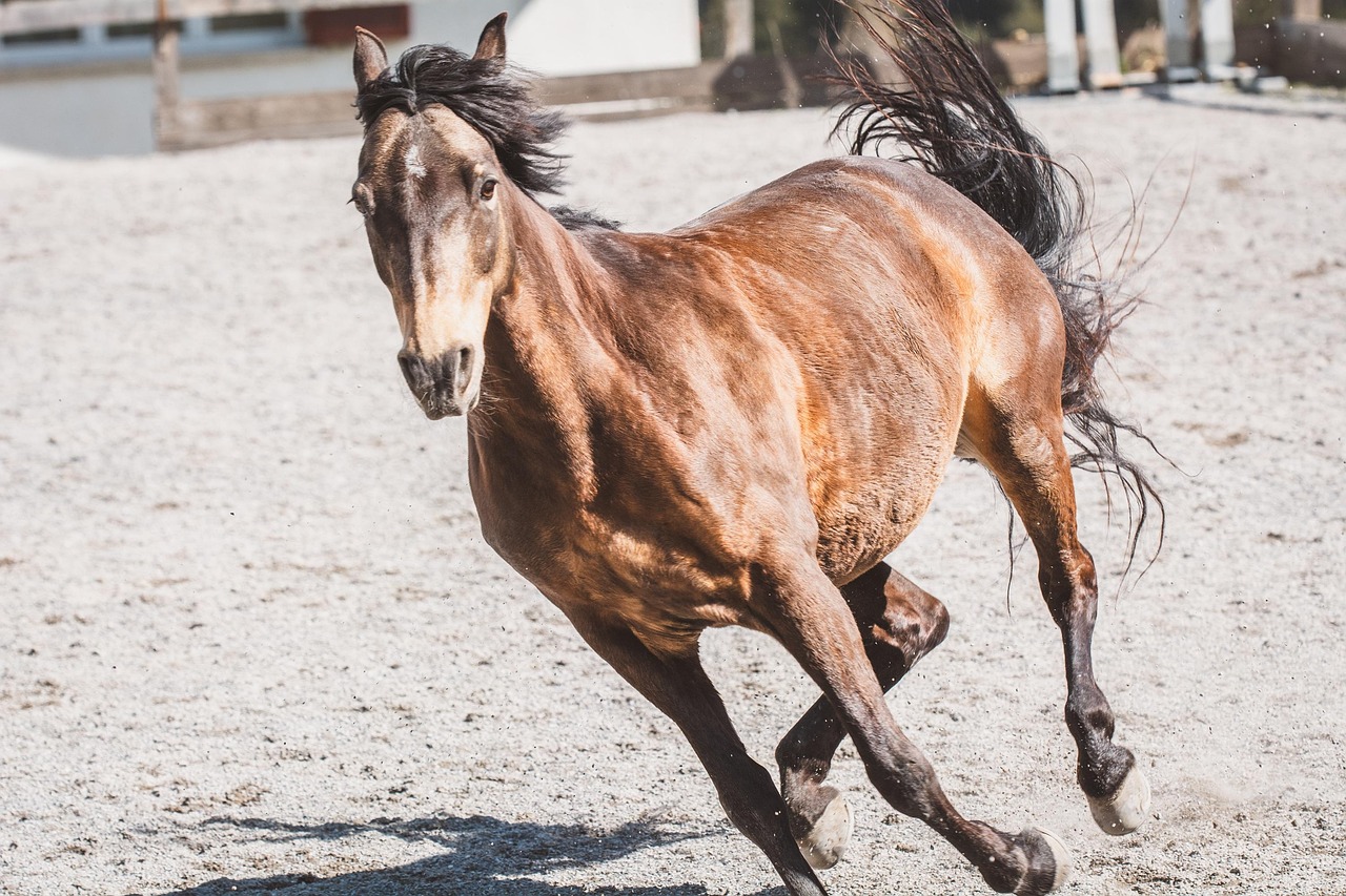 Horse Pony Brown - Free photo on Pixabay - Pixabay