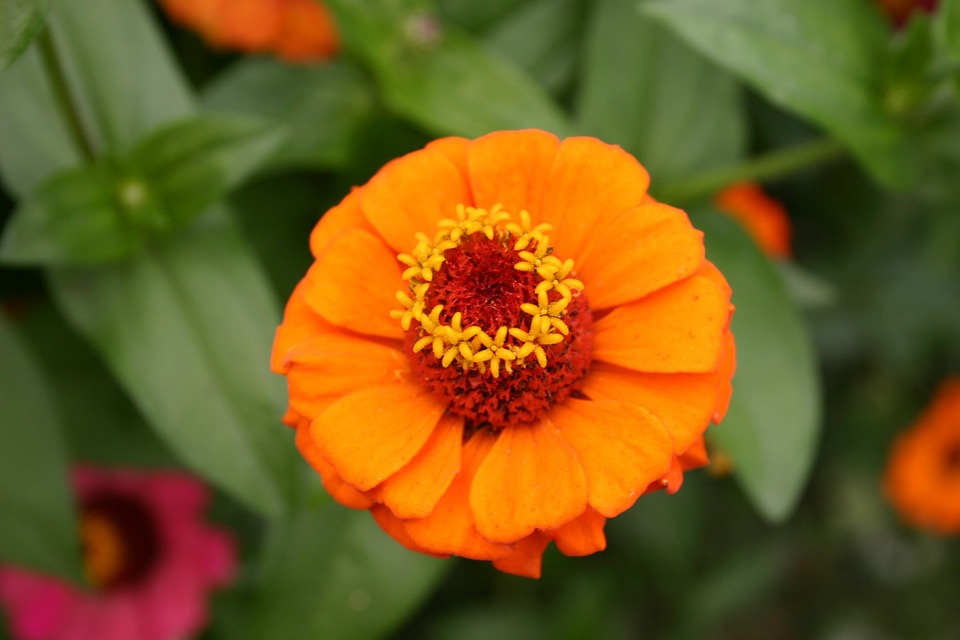 Zinnia Flor Planta - Foto gratis en Pixabay - Pixabay