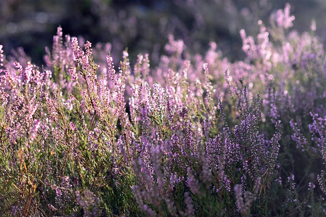 Brezos Flores Brezo Común - Foto gratis en Pixabay - Pixabay