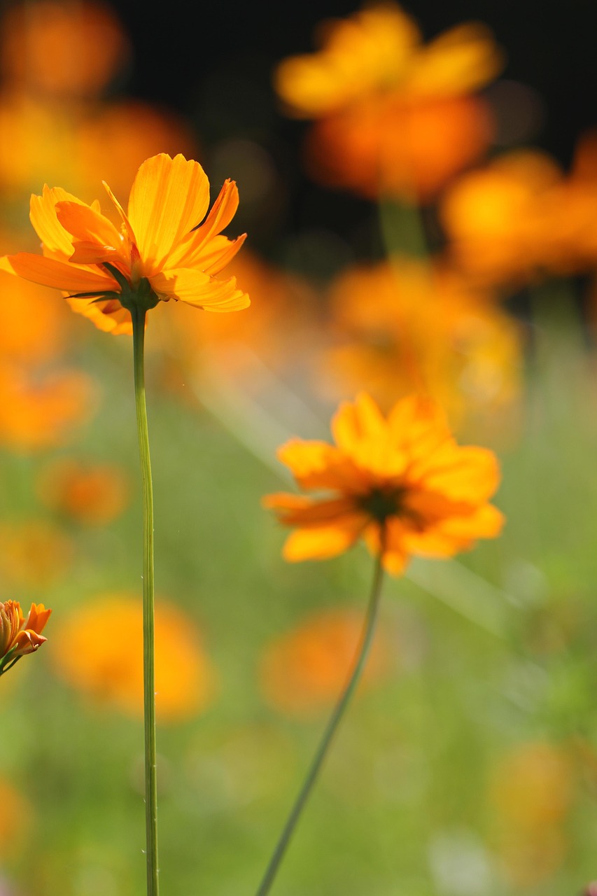 80,000+ Free Autumn Equinox & Autumn Images - Pixabay