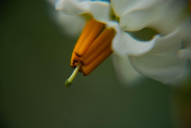 Flor Margarida - Foto gratuita no Pixabay - Pixabay