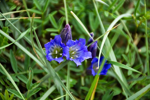 Flor De Sino Bloom - Foto gratuita no Pixabay - Pixabay