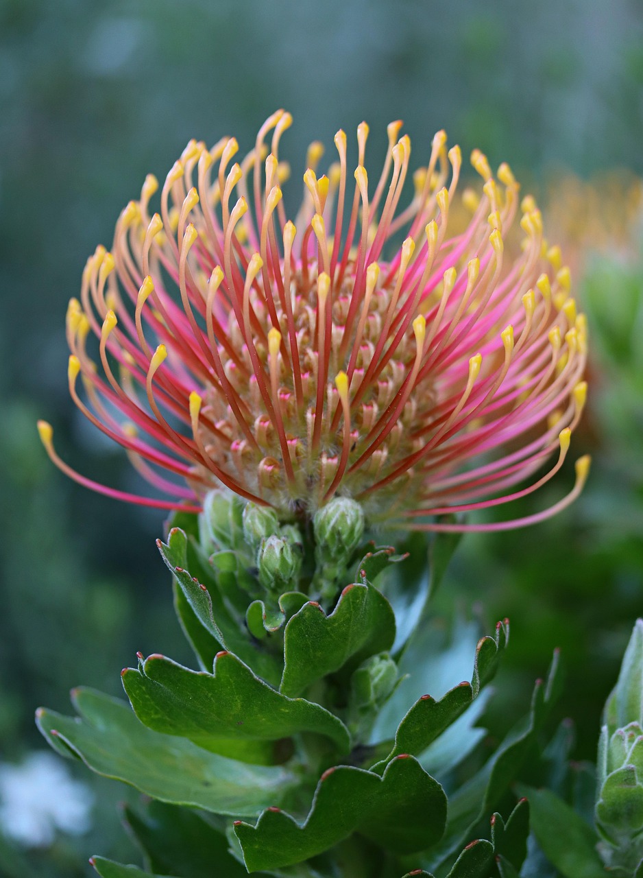 Protea Flower Native - Free photo on Pixabay - Pixabay