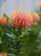 Protea Sugar Bushes Bush - Free photo on Pixabay