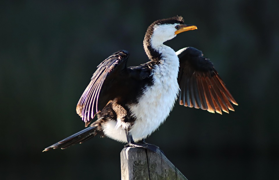 Shag Bird Cormorant Water - Free photo on Pixabay